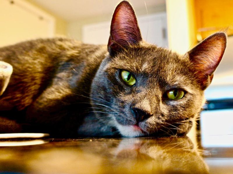 Canada's Purr-fect Felines: A Guide to Canadian Cat Breeds - Buy It Canada