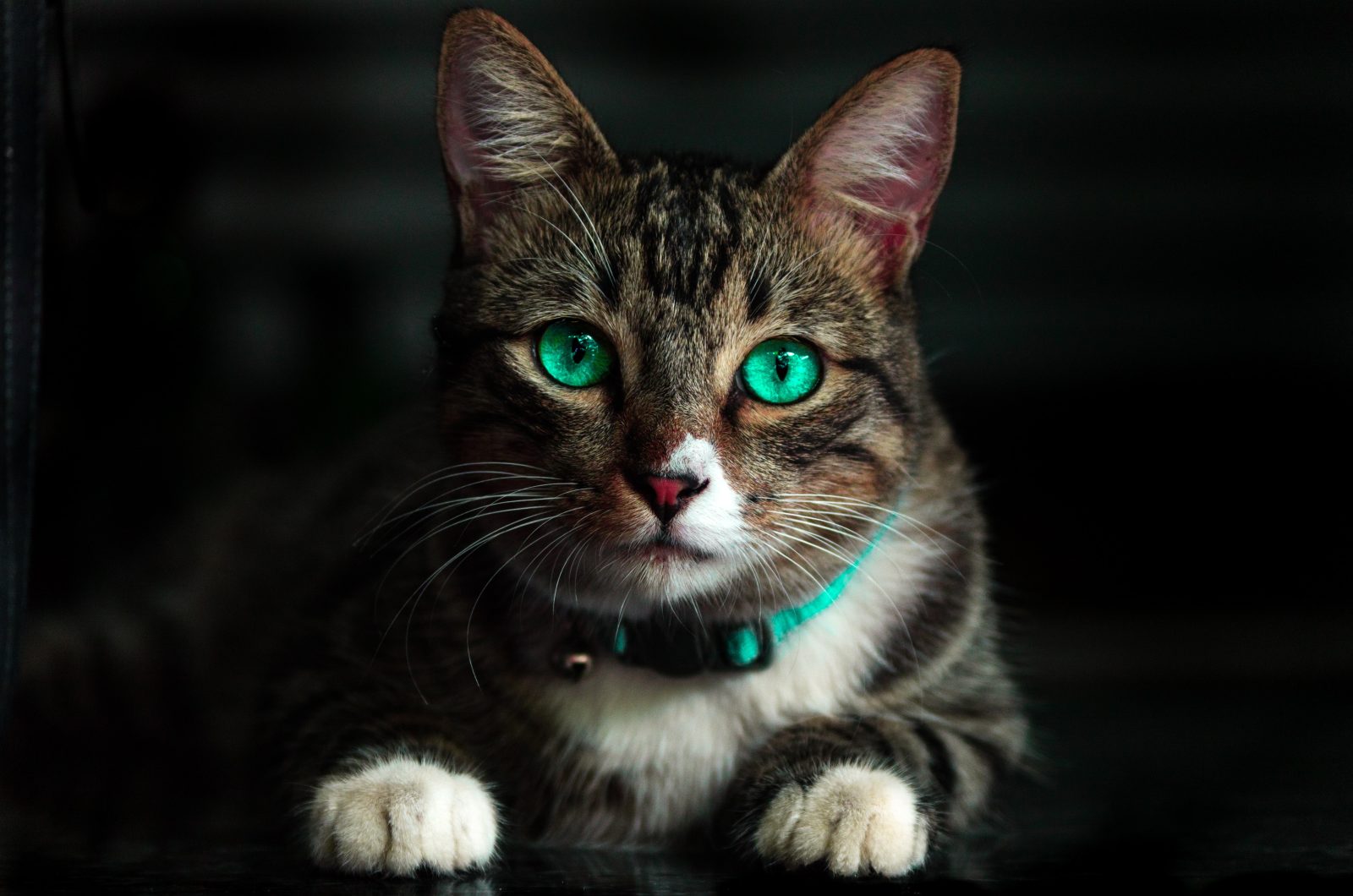 Canada's Purr-fect Felines: A Guide to Canadian Cat Breeds - Buy It Canada